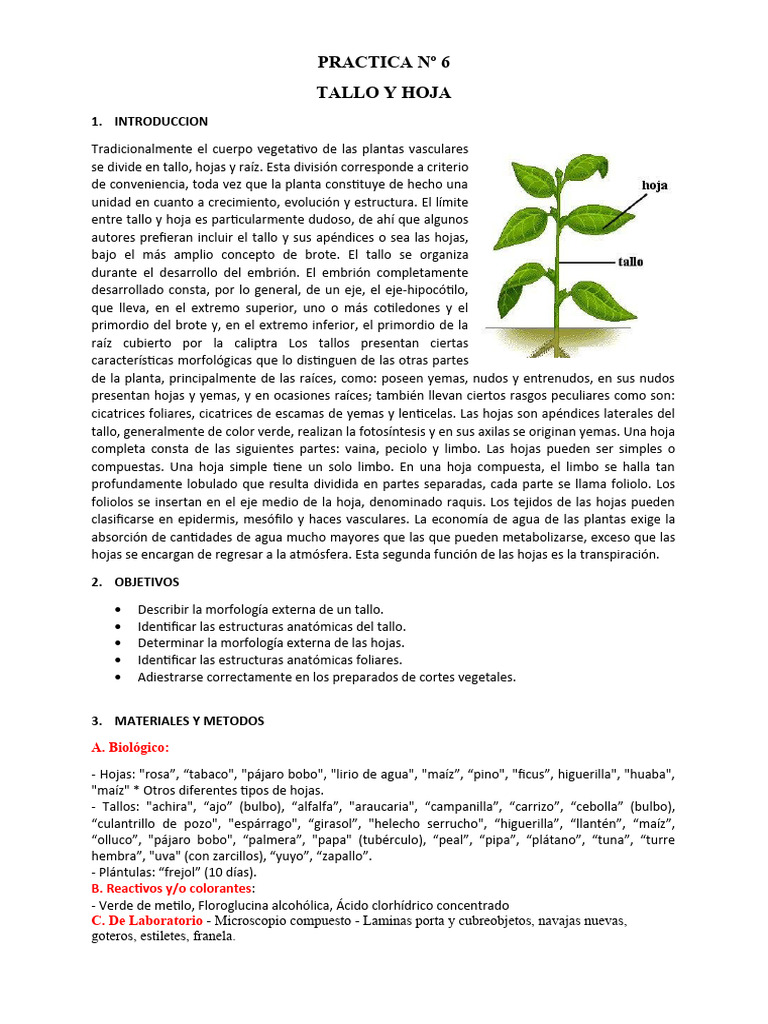 Guía de Practica 6 Tallo y Hoja | PDF | Tallo de la planta | Hoja