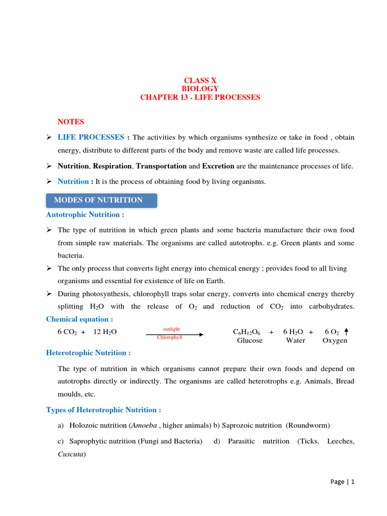 Class X Biology Chapter 13 - Life Processes | PDF | Respiratory System | Digestion