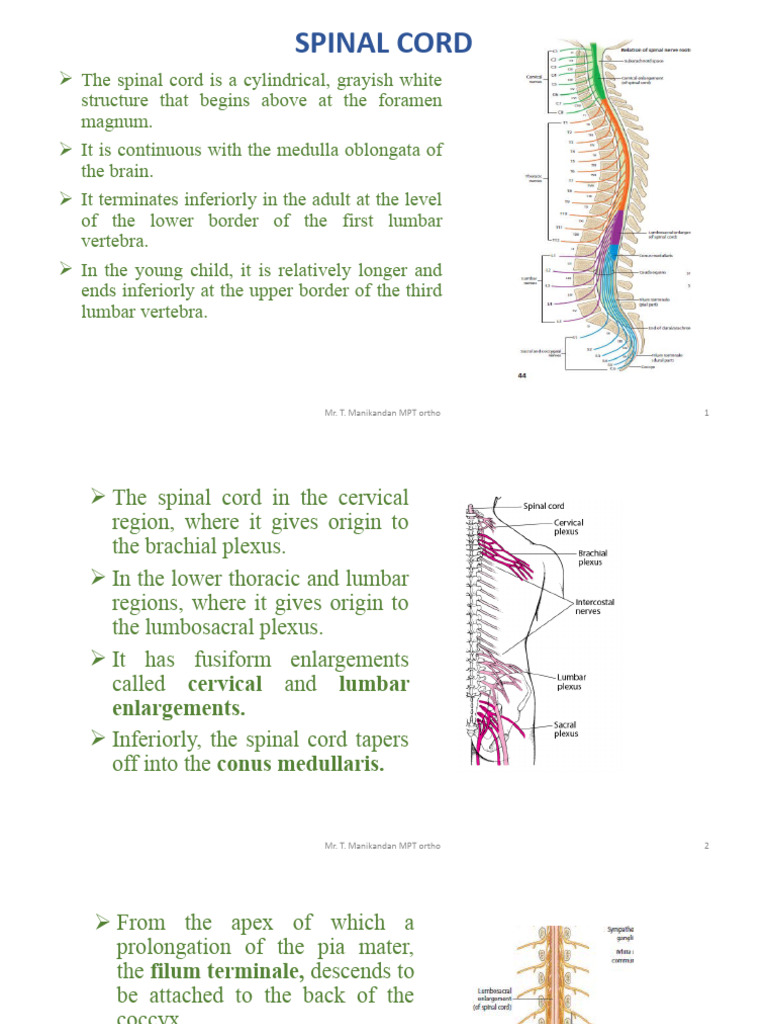 Spinal Cord | PDF | Vertebral Column | Spinal Cord