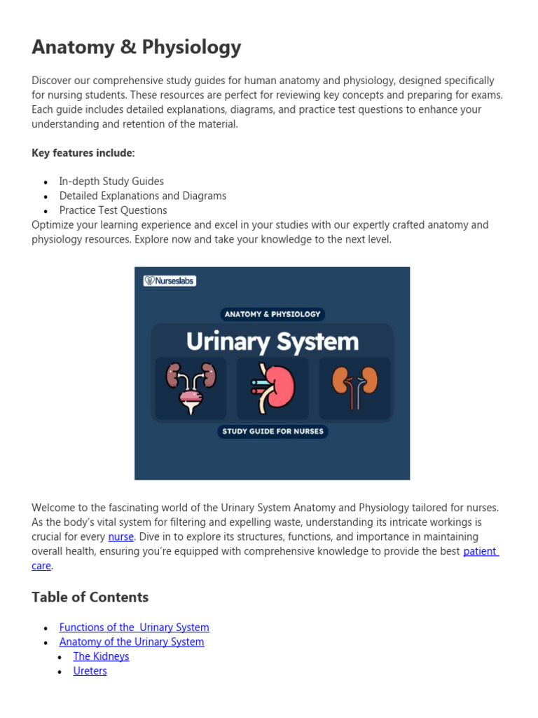 Anatomy (urinary system) | Download Free PDF | Kidney | Urinary System