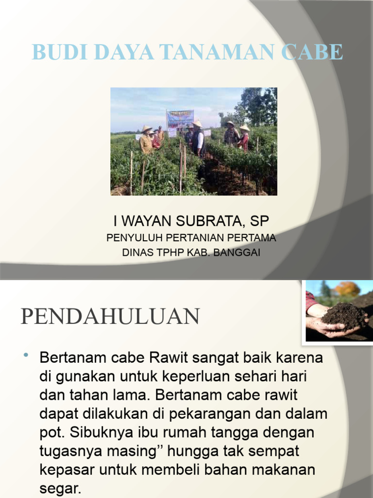 Panduan Praktis Budi Daya Cabe | PDF | Griya & Taman
