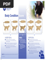 Royal Canin Body Condition Score Charts | PDF | Abdomen | Pelvis