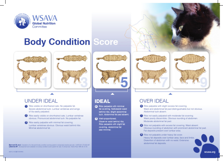Body Condition Score Chart Cats - 0 | PDF | Abdomen