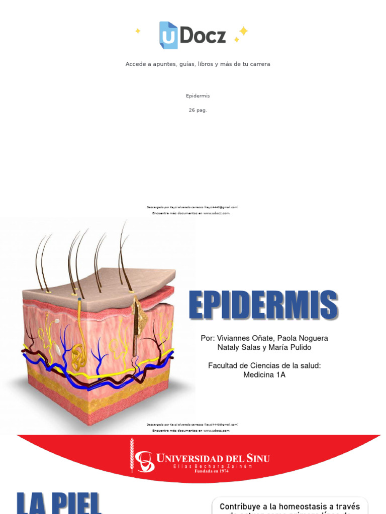 Estructura y funciones de la epidermis | PDF | Epidermis | Sistema ...