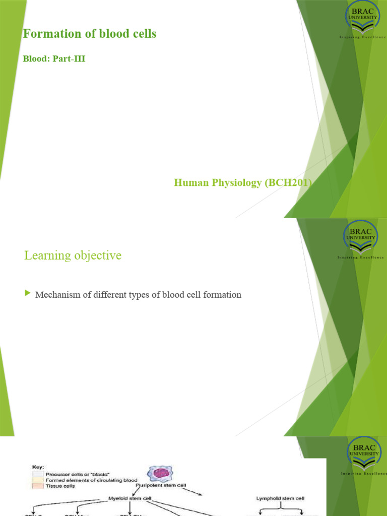 Lecture 4 Formation of Blood | PDF | Haematopoiesis | Blood Cell