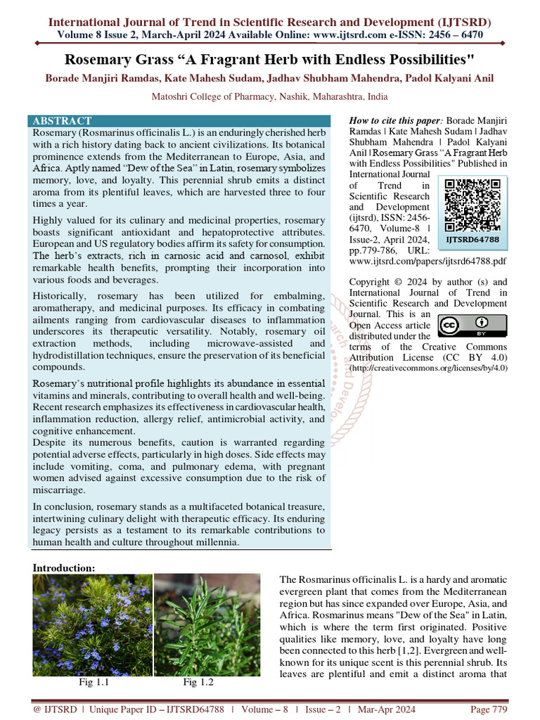 Rosemary Grass A Fragrant Herb with Endless Possibilities | Download ...
