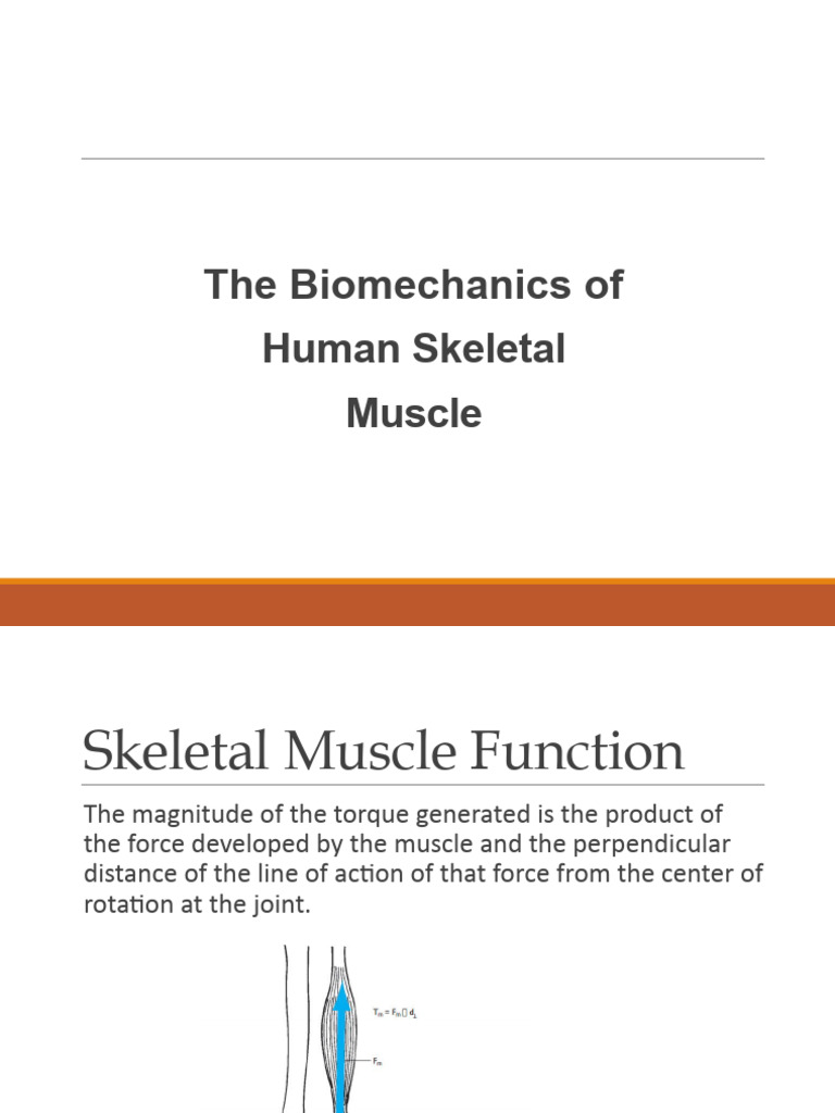 Biomechanics - of - Human - Skeletal - Muscle - 2 | PDF | Muscle ...