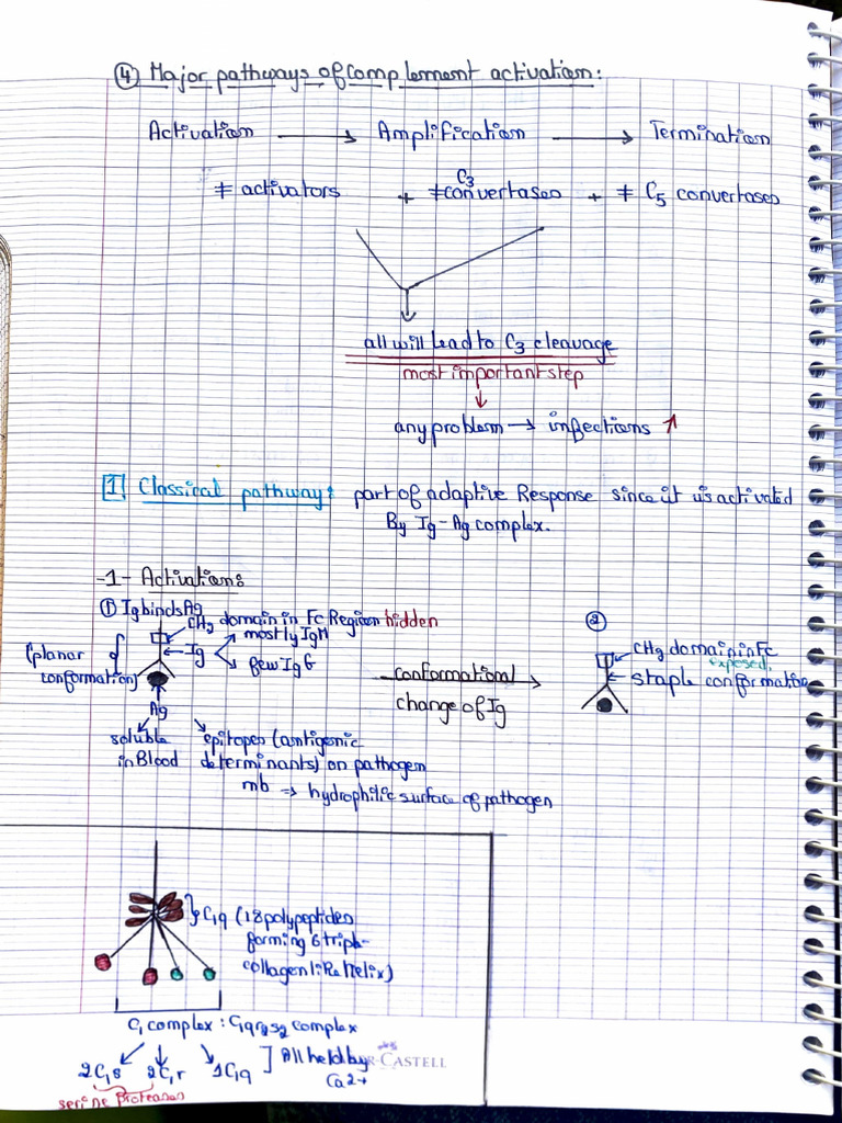 Immunology Notes | PDF