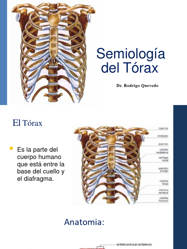 1po Semio QX Ii | PDF | Tiroides | Respiración