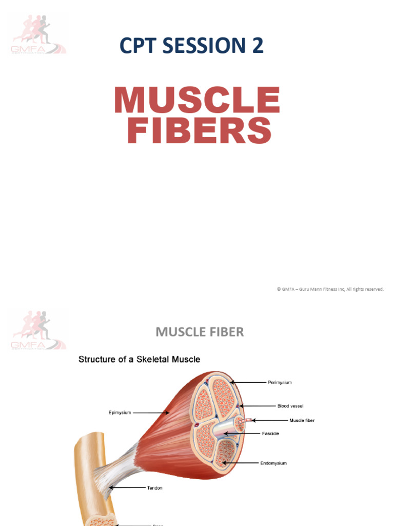 CPT Session 2 - Gmfa | PDF | Abdomen | Human Anatomy