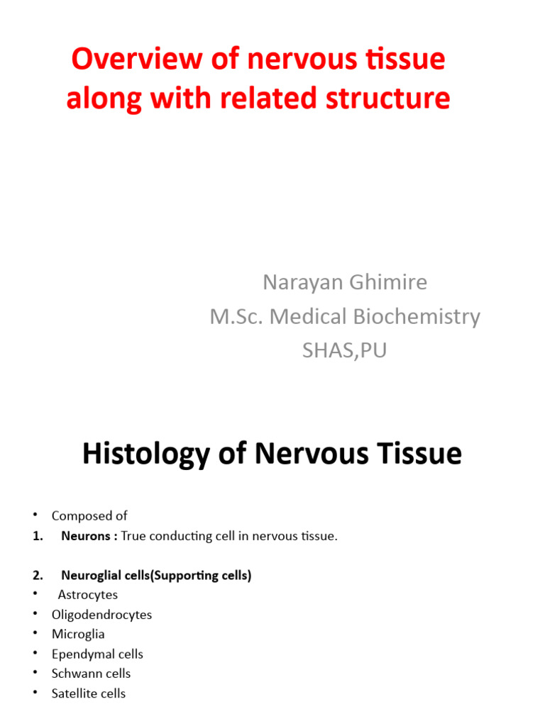 Overview of Nervous Tissue Along With Related Structure | PDF | Nervous ...