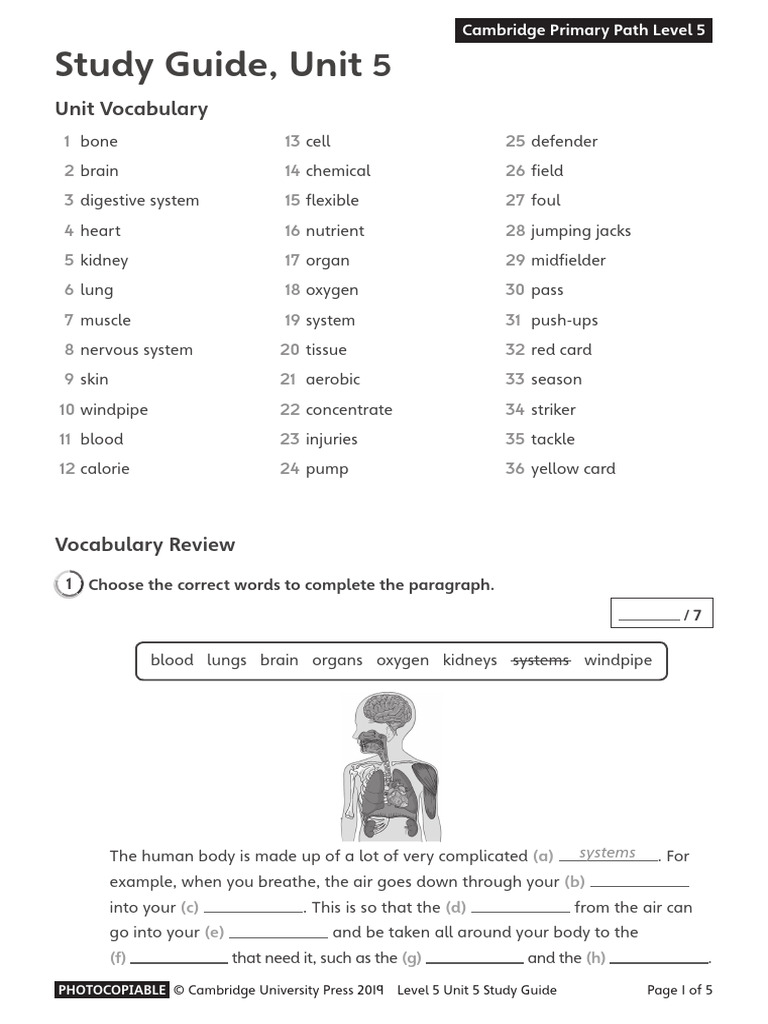 Study Guide, Unit 5 | PDF | Blood | Aerobic Exercise