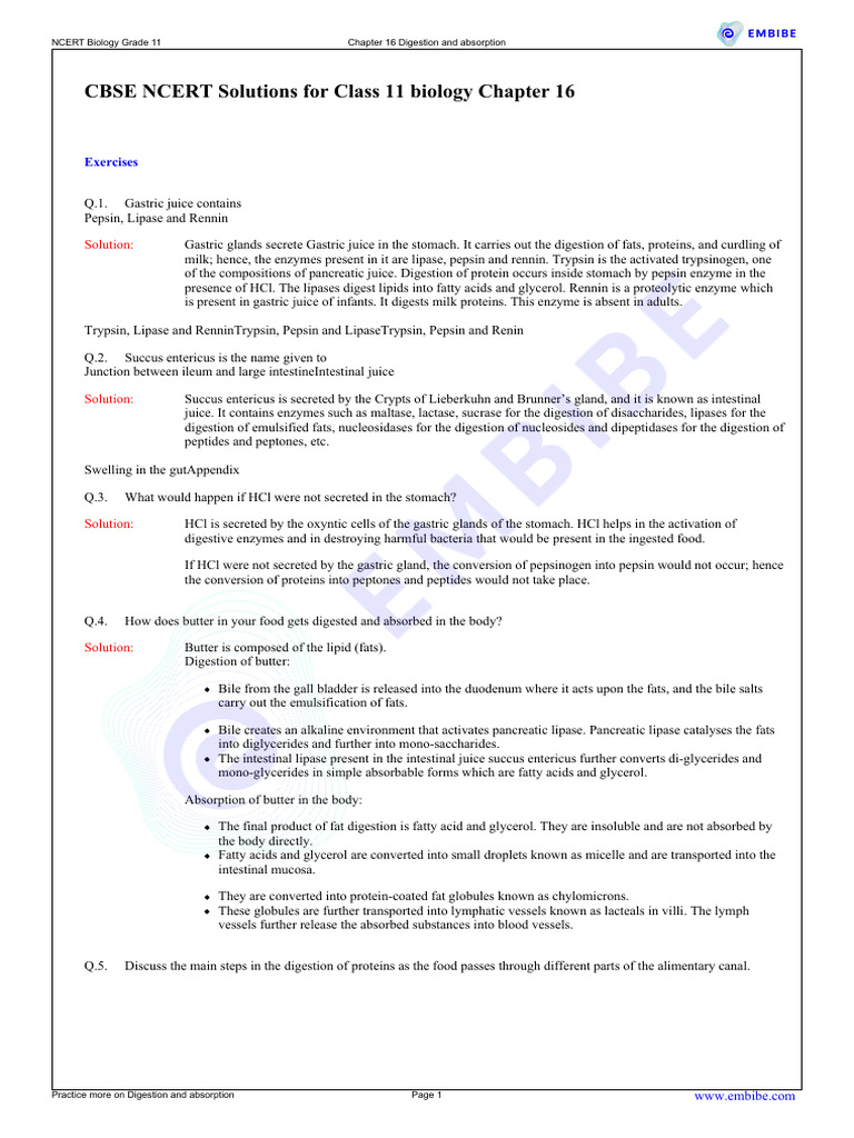 Digestion And Absorption Pdf Digestion Stomach