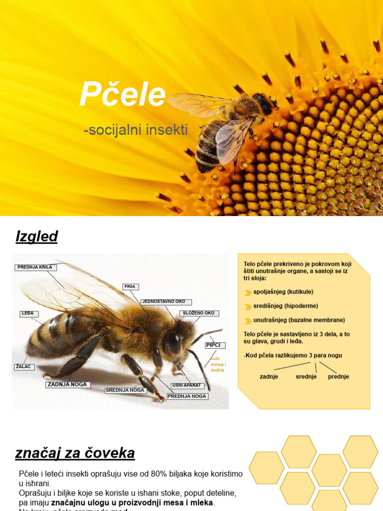 Pčele-Socijalni Insekti | PDF