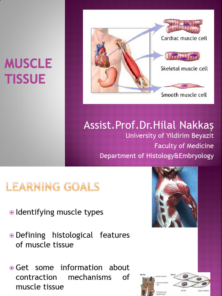 4 Muscle tissue | Download Free PDF | Muscle | Muscle Contraction