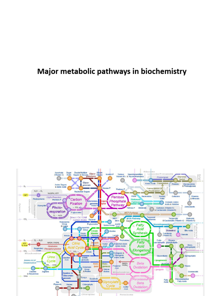 BÃ I 7 Major Metabolic Pathways in Biochemistry (Version 1) | PDF