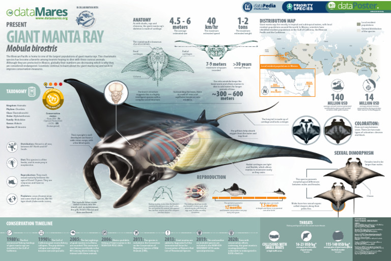 Giant Manta Ray Conservation | PDF | Fish