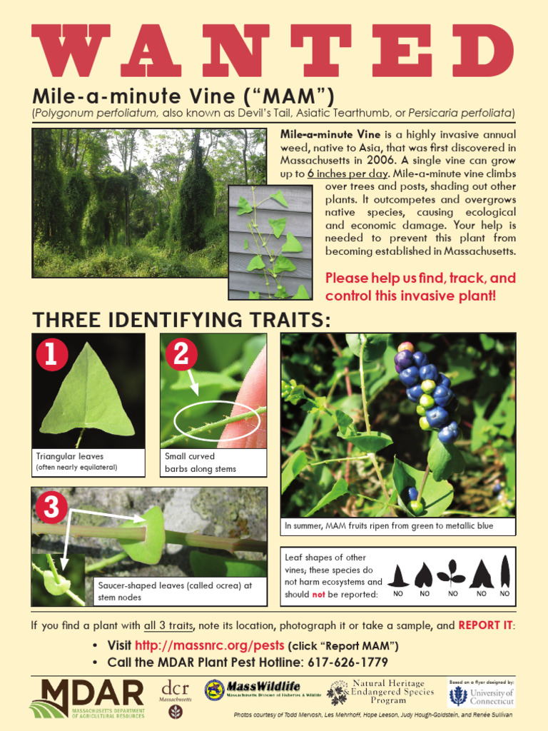 MDAR Mile-A-Minute Flyer | PDF | Branches Of Botany | Botany