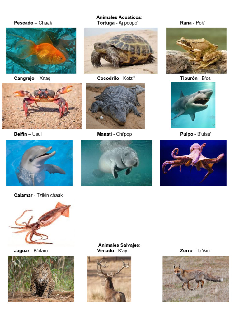 Animales Acuáticos | PDF
