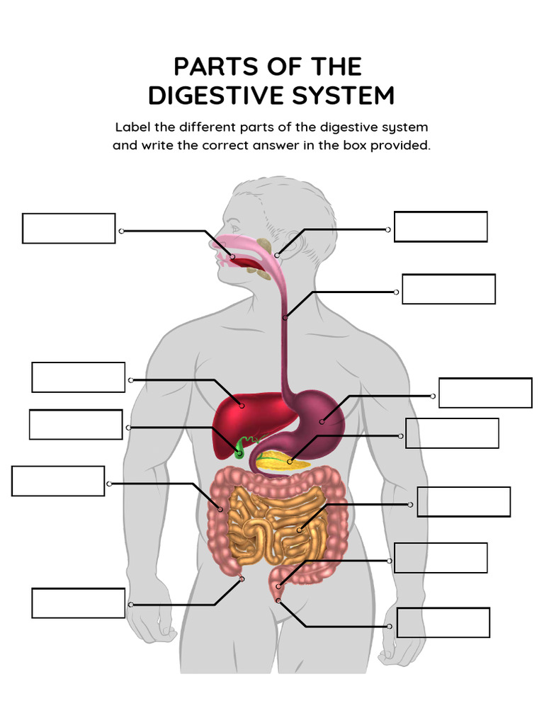 Colourful Simple PARTS OF THE DIGESTIVE SYSTEM Worksheet | PDF
