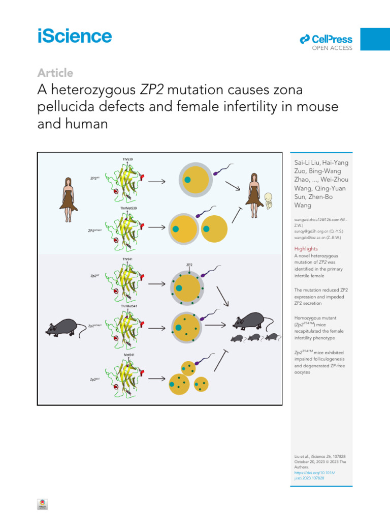 A heterozygous ZP2 mutation causes zona pellucida defects and female infertility in mouse and ...