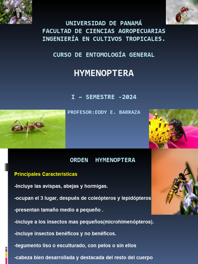 Clase 10 Ento Geral 2024 | PDF | Himenópteros | Abejas