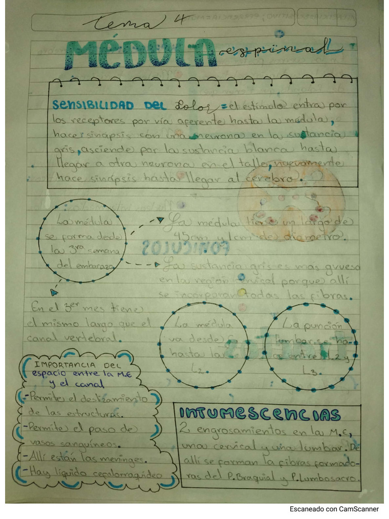 Morfo 2 S.N.C Tema 4 | PDF