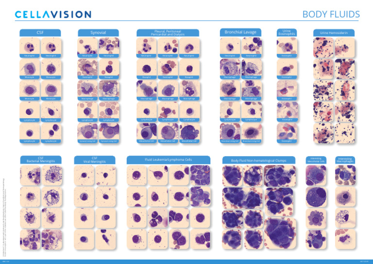 Body Fluids CellaVision Chart | PDF | Lymphocyte | Macrophage