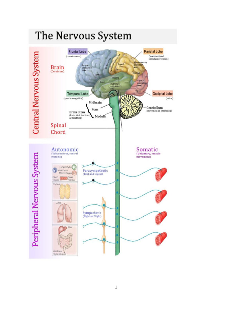 Nervous System Anatomy | PDF | Central Nervous System | Nervous System