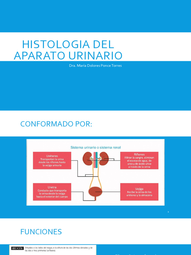 Histologia Del Aparato Urinario | PDF | Riñón | Biología