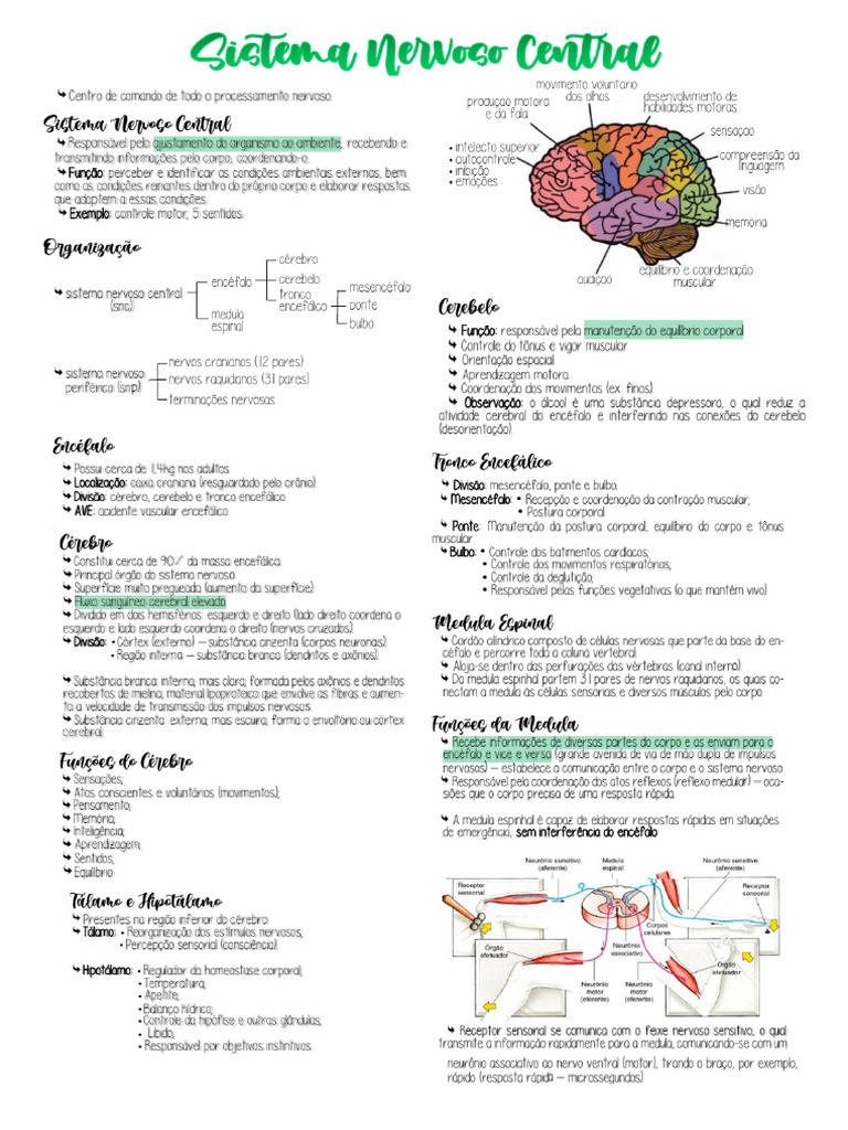 Mapa Mental Sistema Nervoso Pdf