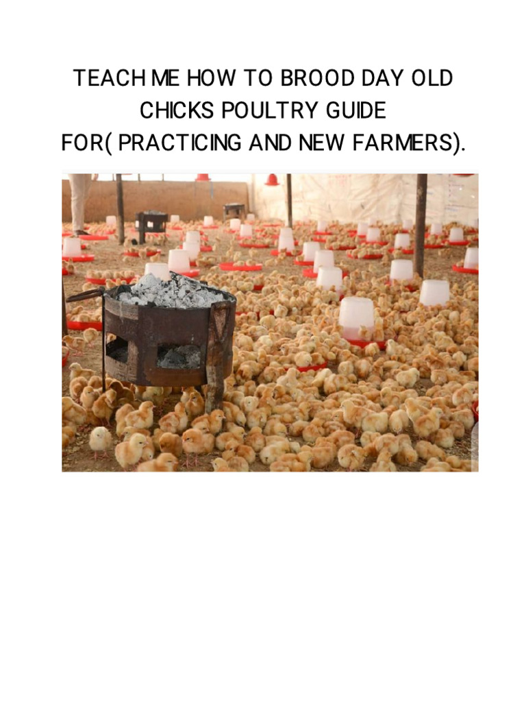 Chicks Brooding Ebook | PDF | Science & Mathematics