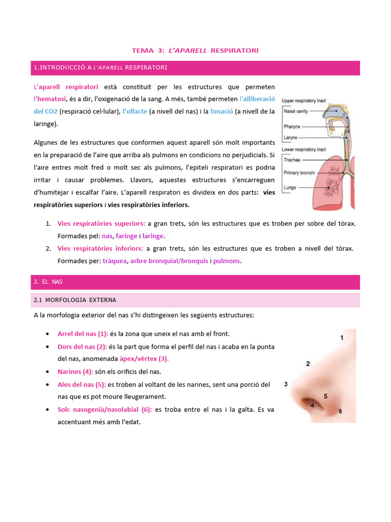 Tema 3 Sistema Respiratori | PDF