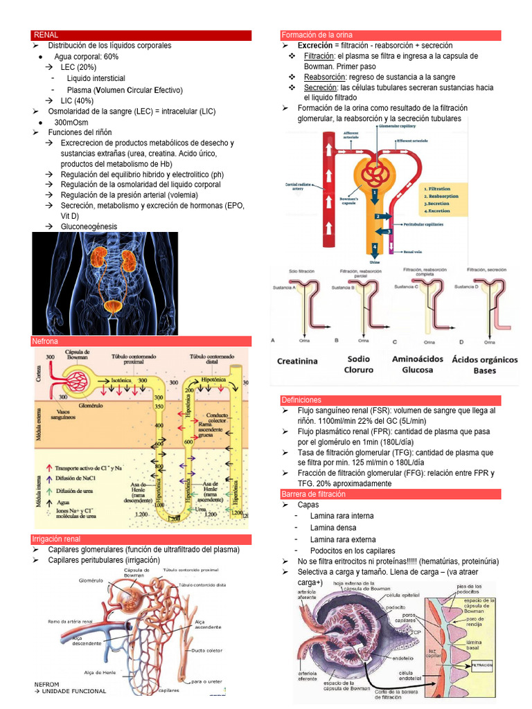 Fisio 2 Sem | PDF | Solución tampón | Bilis