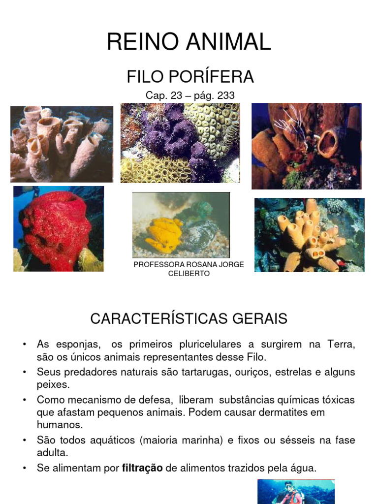 Aula 11 (2) - FILO PORÍFERA | PDF | Esponja | Reprodução