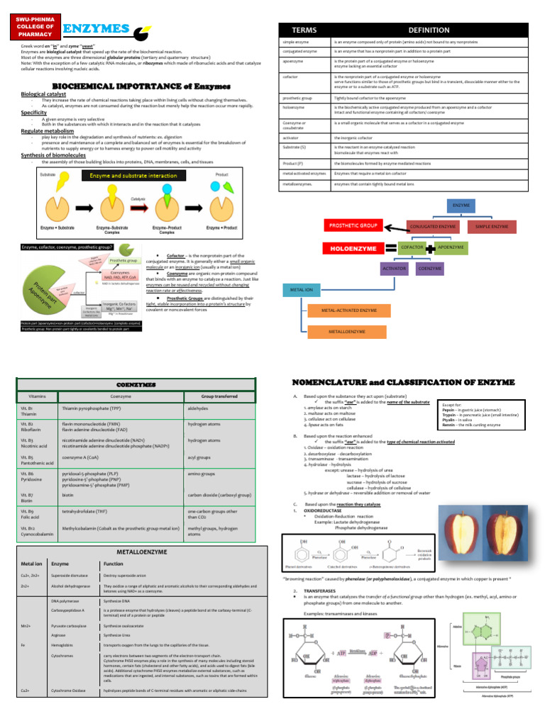 Enzymes Notes | PDF | Cofactor (Biochemistry) | Enzyme