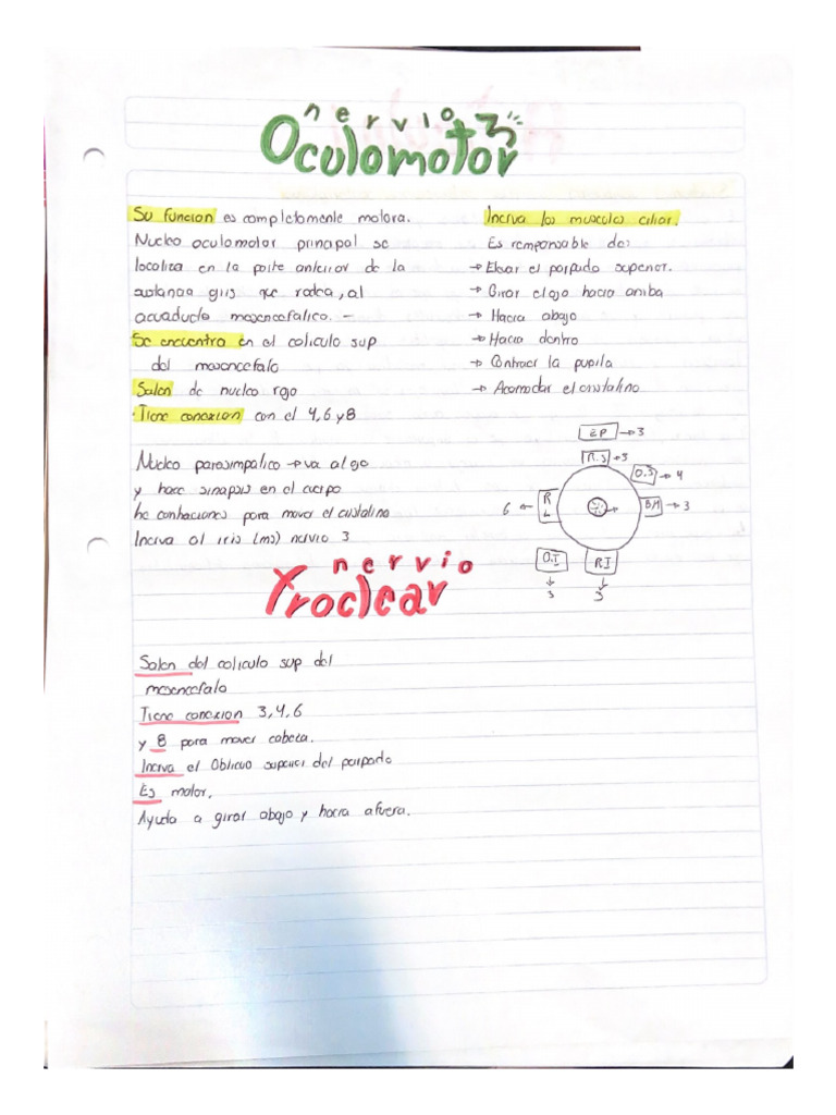 Su Funcion Es Completamente Molora. | PDF