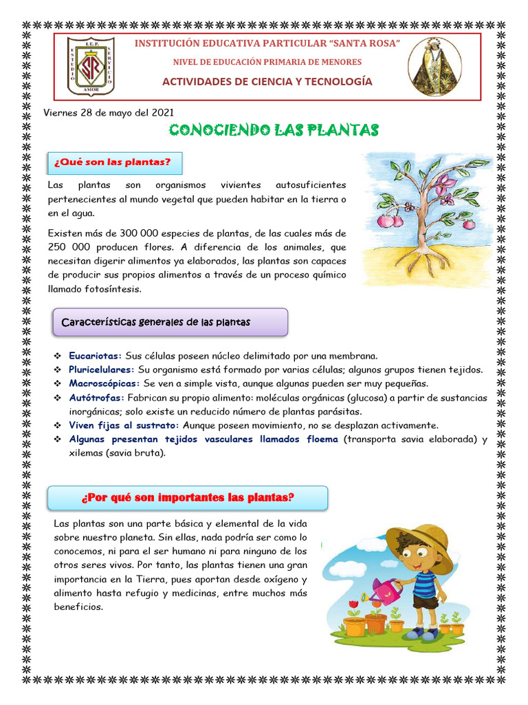 Conociendo Las Plantas | PDF | Plantas | Fotosíntesis