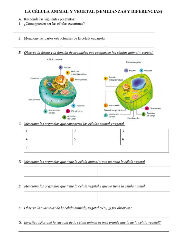 La Célula Animal y Vegetal | PDF | Biología Celular) | Plantas