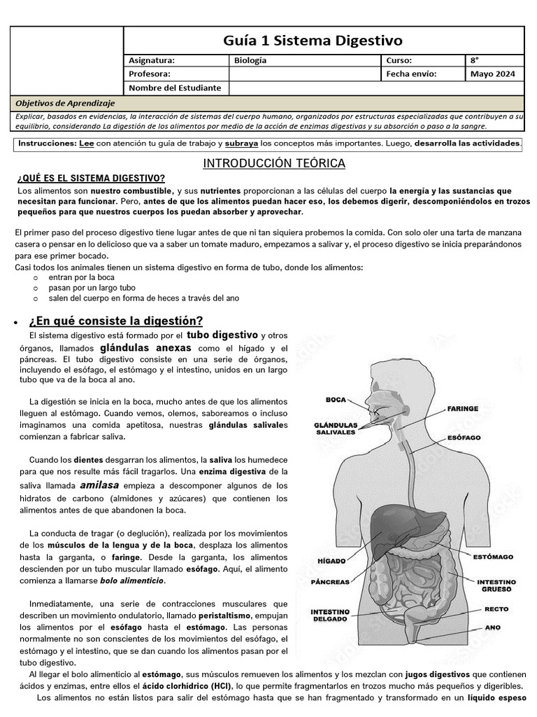 8° - COPIA Guía 1 Sistema Digestivo | PDF | Digestión | Sistema ...