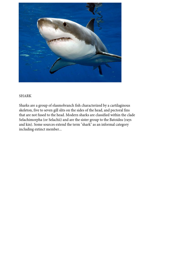 SHARK | PDF