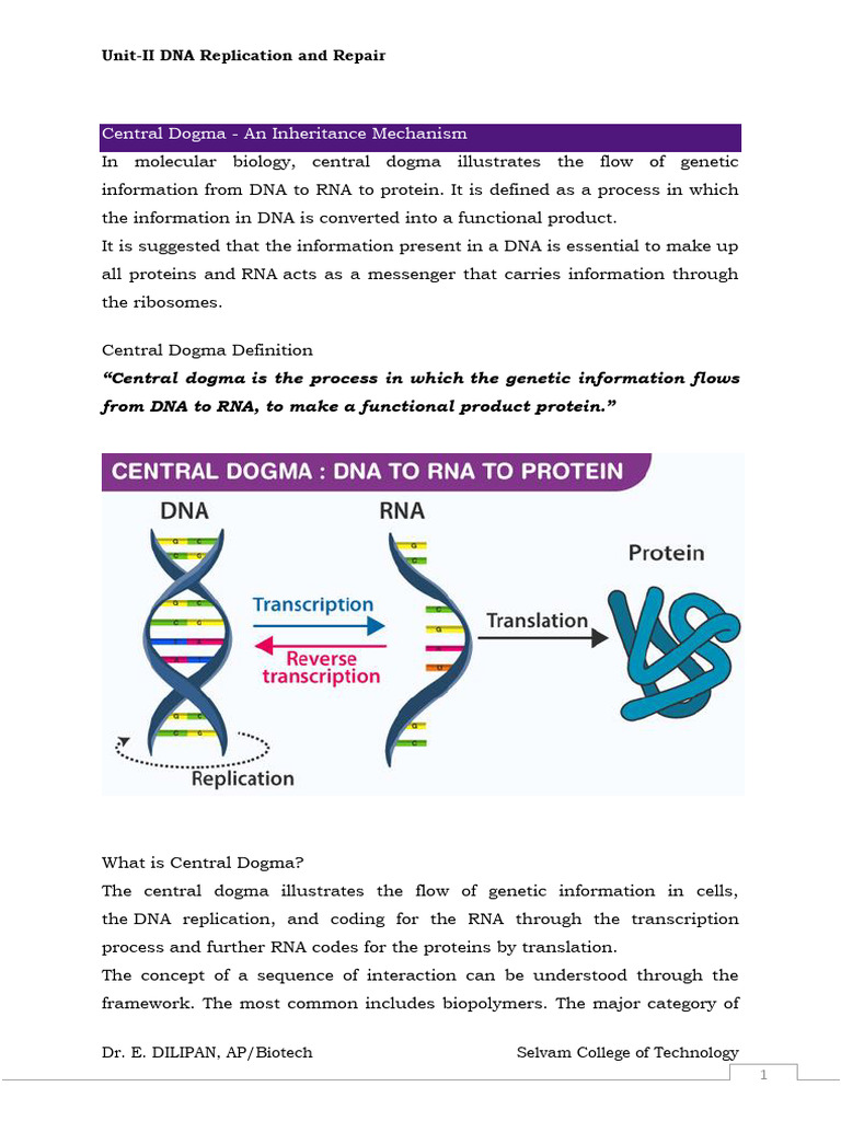 Dna Replication & Repair | PDF | Dna Replication | Primer (Molecular Biology)