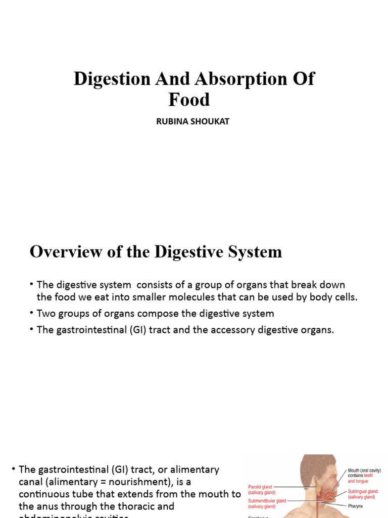 11. Digestive System | PDF | Digestion | Stomach