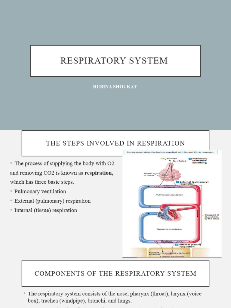 10. Respiratory System | Download Free PDF | Respiratory Tract | Lung