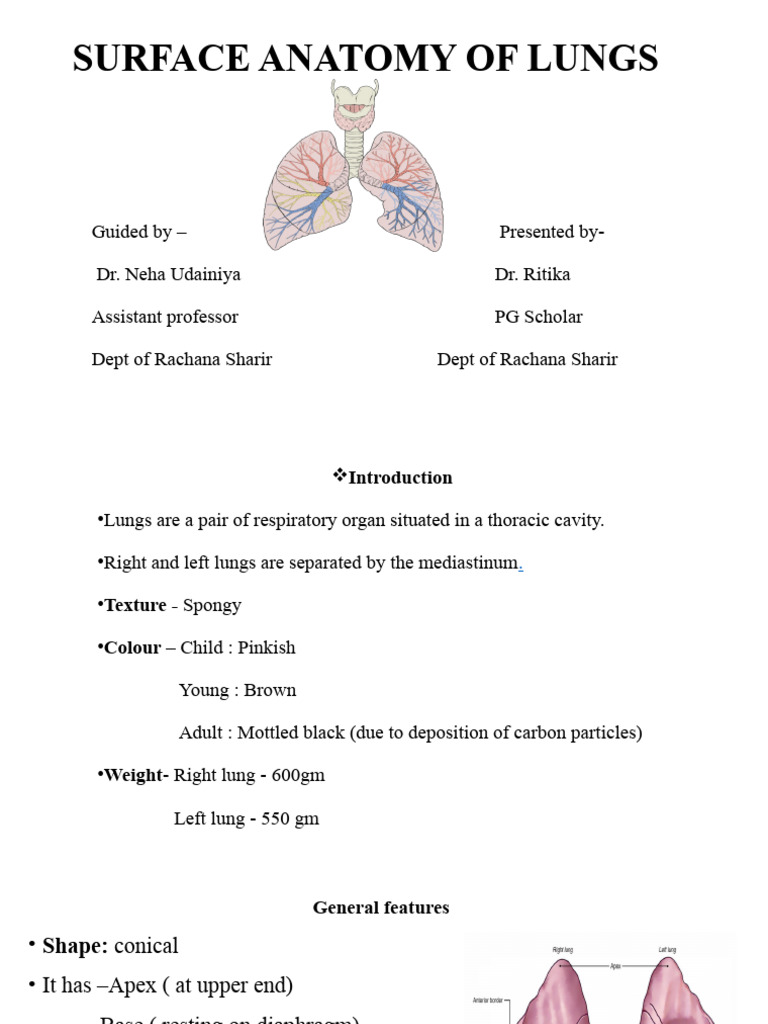 Surface Anatomy of Lungs | PDF | Lung | Respiratory Tract