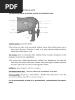 Reproduction in Donkeys | PDF | Vagina | Donkey