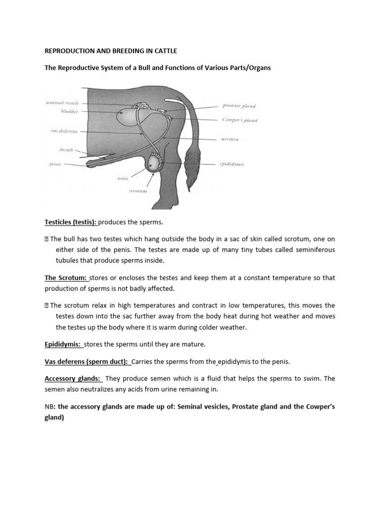 12.reproduction and Breeding in Cattle | PDF | Testicle | Reproductive ...