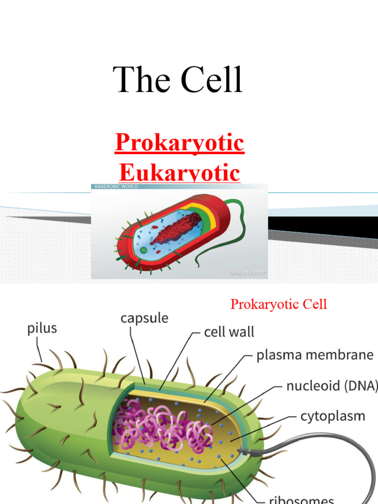 The Cell | PDF | Cell (Biology) | Bacteria