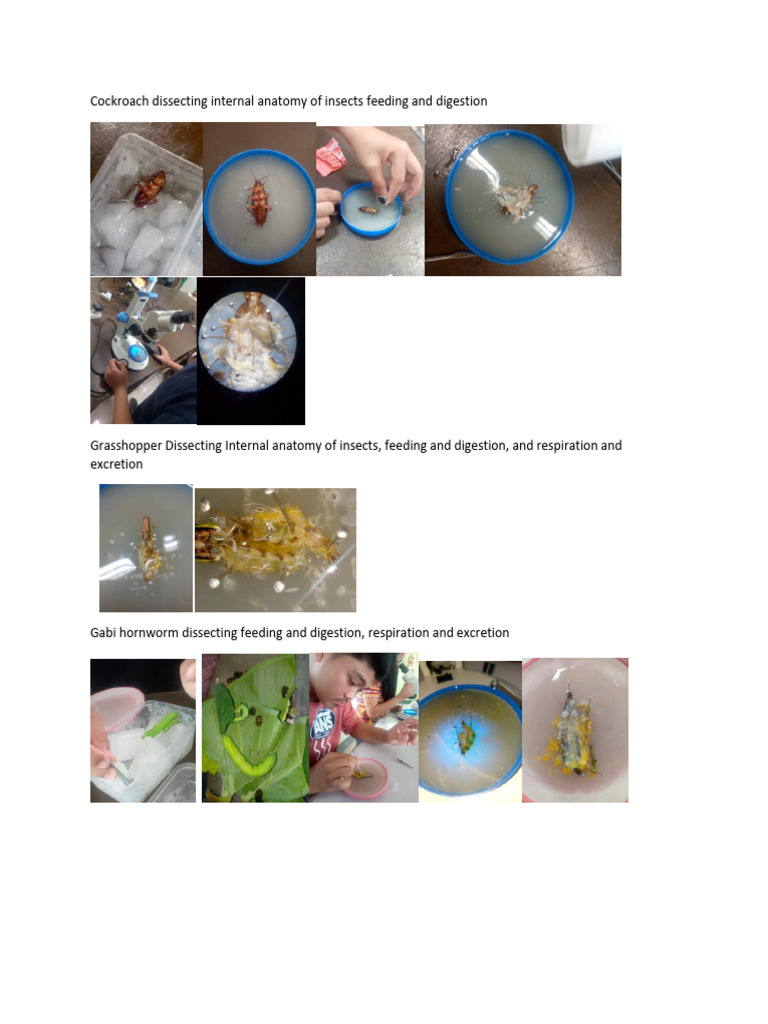 Cockroach Dissecting Internal Anatomy of Insects Feeding and Digestion ...