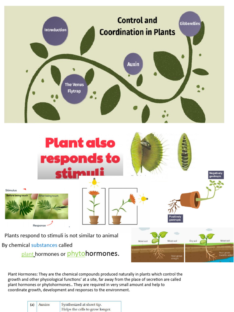 Plants-Control and Coordination | PDF | Plant Hormone | Auxin